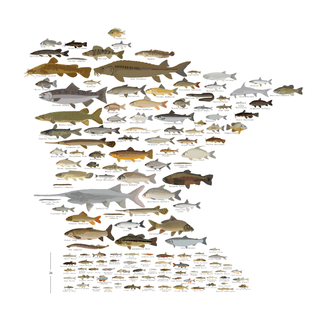 Fishes of Minnesota - Andy Birkey